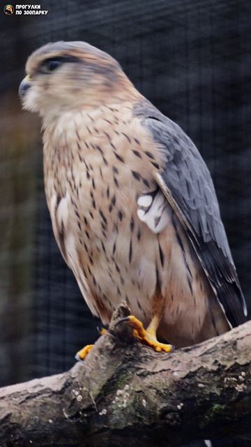 Дербник чистит перья. Ленинградский зоопарк
