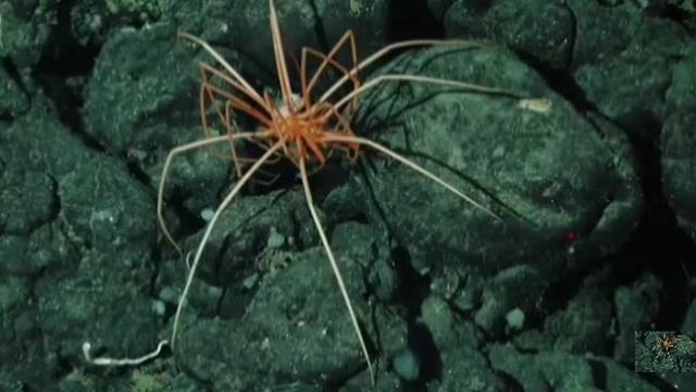 .... Морские Пауки - Что мы знаем о них....