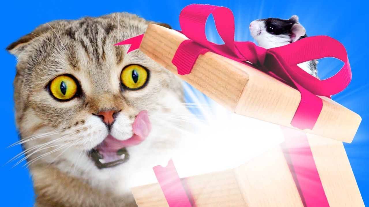 КисКис: Распаковываем подарок бокс! Реакция кошки и вкусняшки 😺🎉