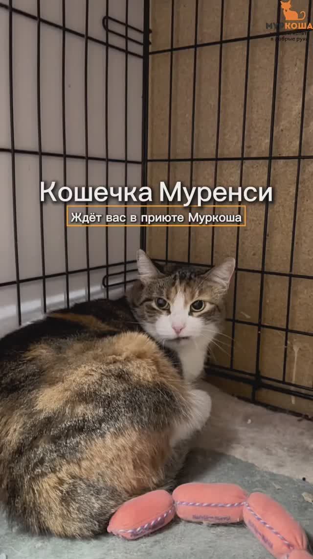 Муренси ждёт вас в приюте #Муркоша