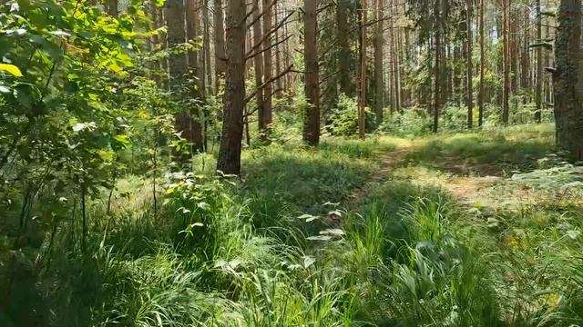 Мое село Елизарьево и прогулка по лесу.