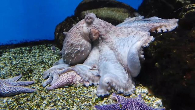 Осьминог Дофлейна