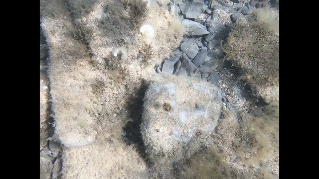 Чёрное море. Подводная съёмка в Судаке. Крым. зеленушка и собачка в норе