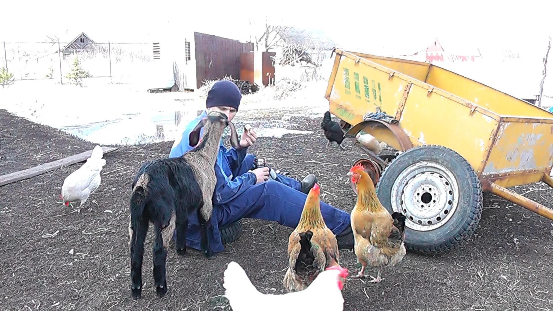 В нашем хозяйстве появился новый житель//Переделываю прицеп к мотоблоку//