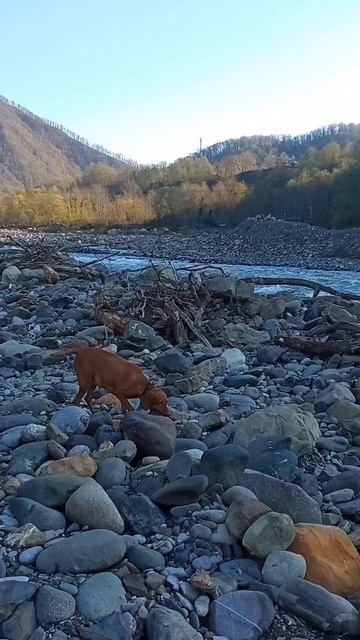 Утро, река, Выжла...