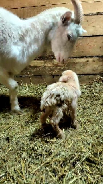 ЧУДО ПАСХИ! Козочка родилась на Пасху - это ЗНАК!, 🐐✨