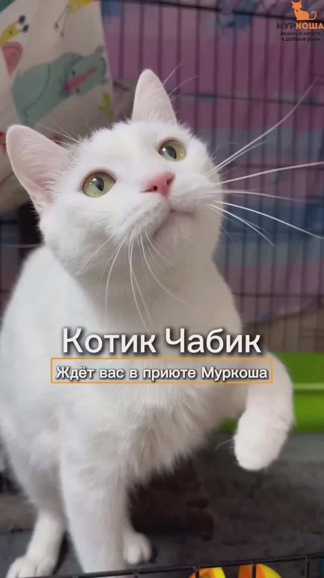 Чабик ждёт вас в приюте #Муркоша