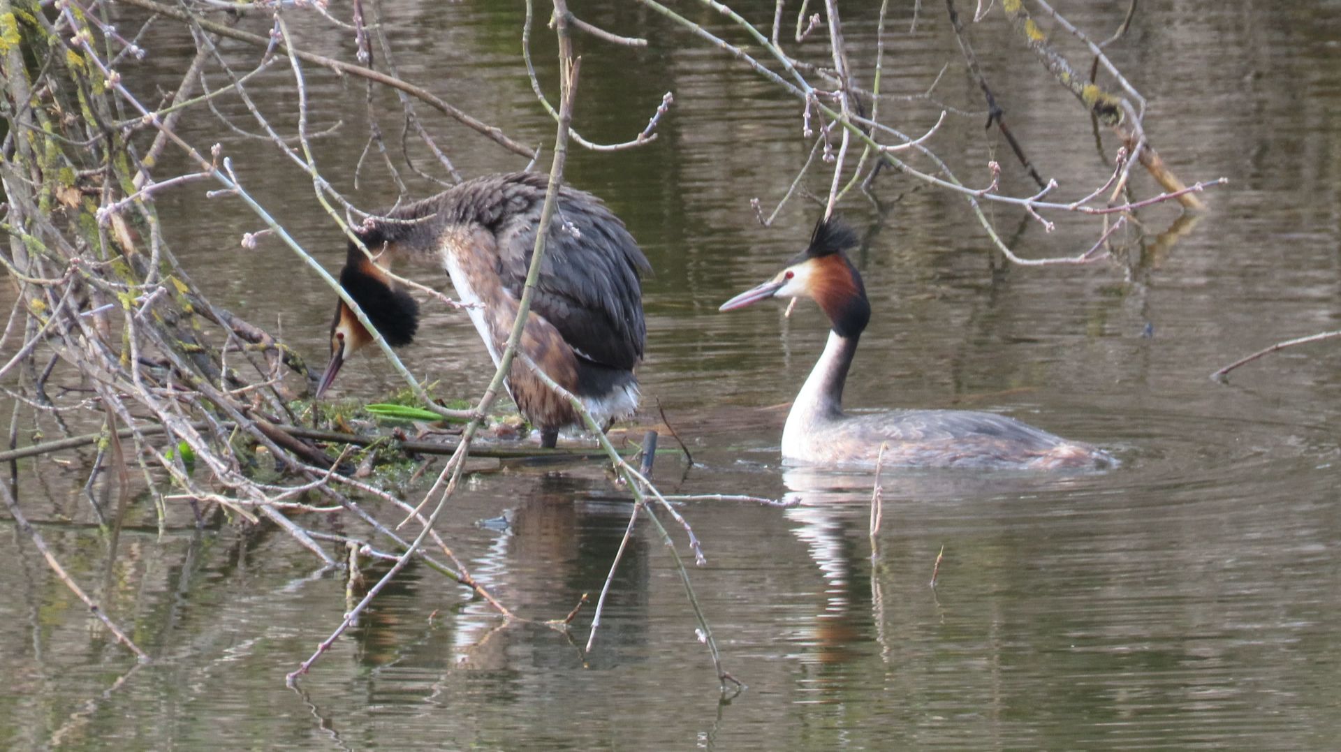 Чомги - ждём птенцов-космонавтов! Измайлово, 12 апреля 20026