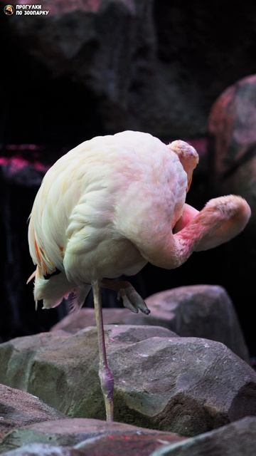 Фламинго. ЭКзоопарк, Санкт-Петербург