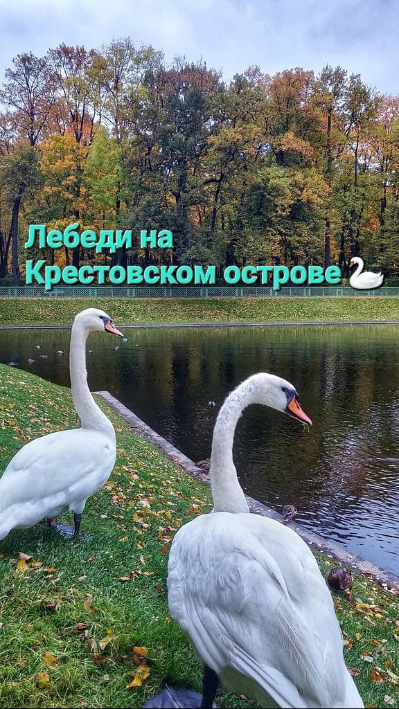 Лебеди на Крестовском острове.