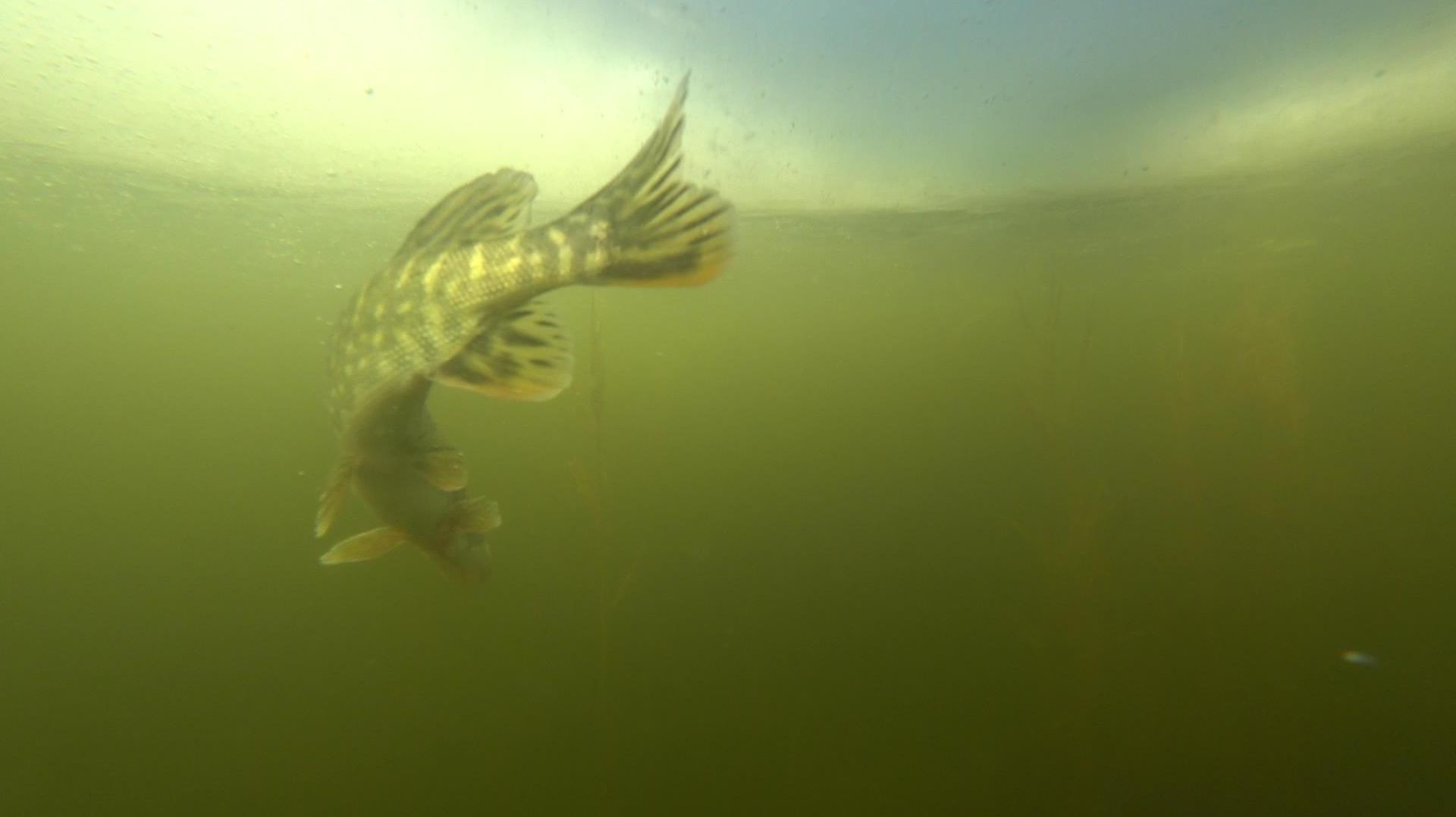 Поставил САМОДЕЛЬНЫЕ ЖЕРЛИЦЫ! ВЕЧЕРНИЙ КЛЕВ ОКУНЯ на САМОДЕЛЬНУЮ БЛЕСНУ! ЗИМНЯЯ РЫБАЛКА Астрахань!
