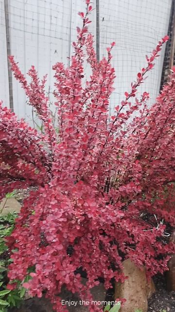 Эту грядку вы точно не видели.