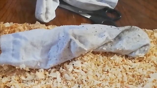 Взяли котёнка, назвали ШЕЛТИ