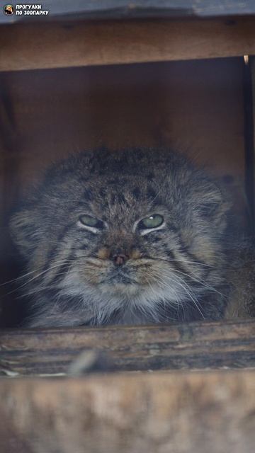 Манул Свэн лишний раз не моргнет глазом, чтобы ничего не пропустить. Ленинградский зоопарк