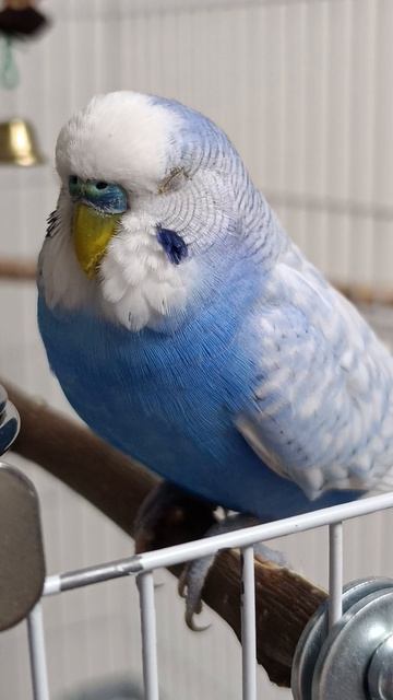 Хрумтит 🧐🦜 #shorts #попугай #животные