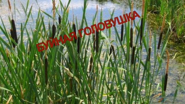 БУЙНАЯ ГОЛОВУШКА (акустика) - Жанна Вишнякова Арс