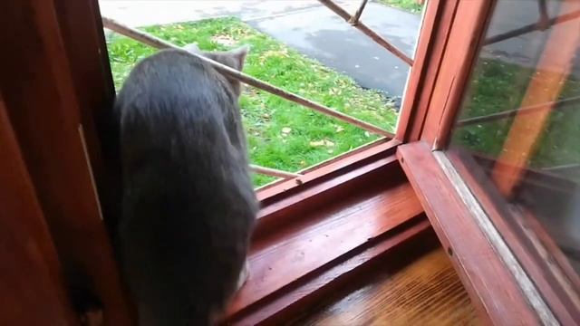 Кошка ШЕЛТИ после наркоза, выздоравливает!