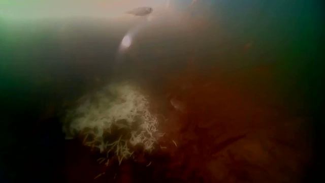 Новый корм для карпов