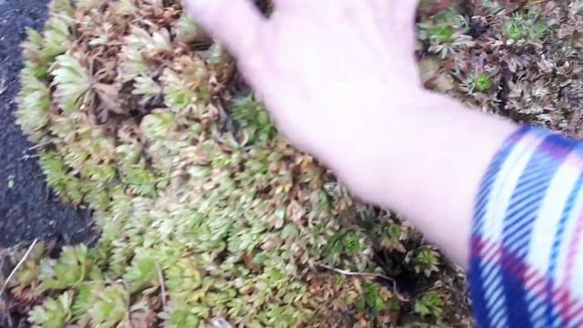 2348. Рассадный 2026 г. Ой,как жалко!