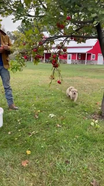 Щенки помогают хозяину собирать яблоки