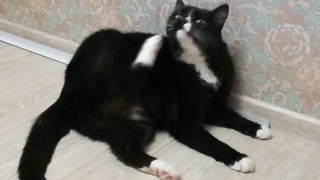 В память о моём КОТИКЕ