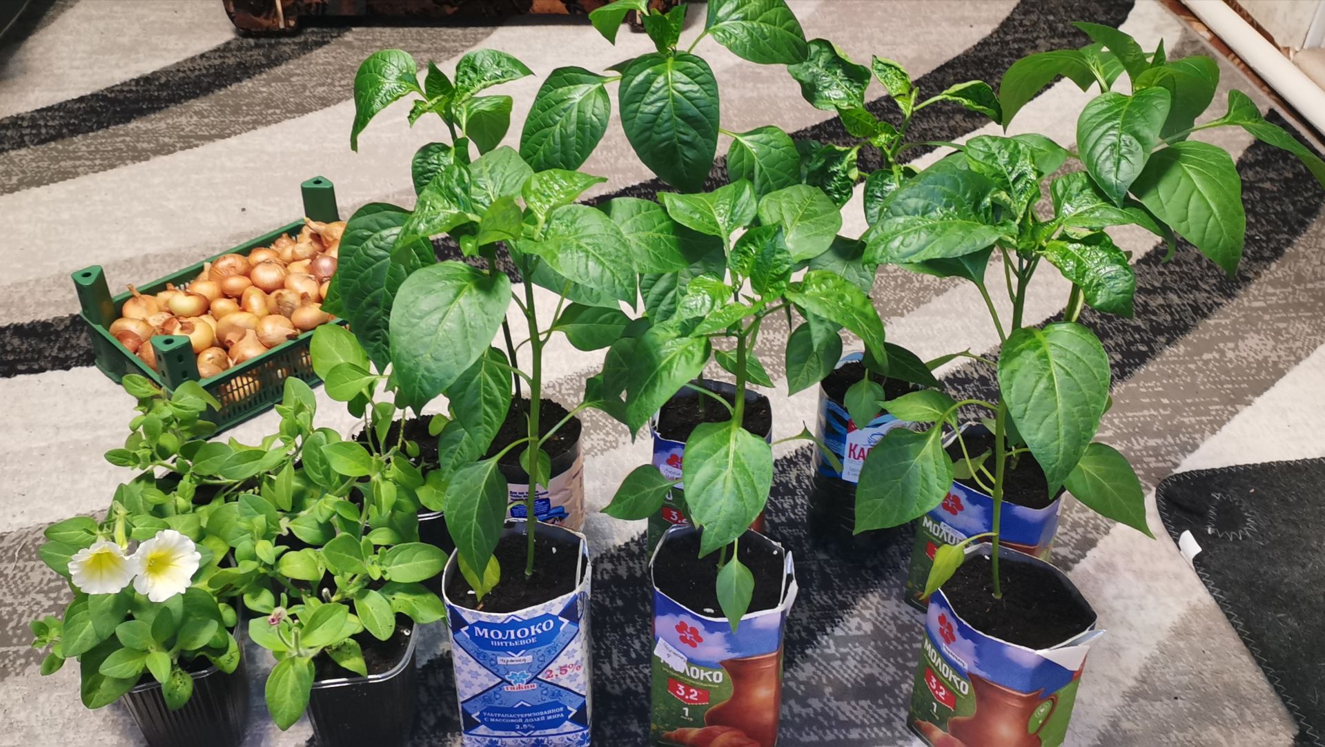 Прогноз погоды ужасный вся рассада сидит дома! Перевалка перца и петунии.