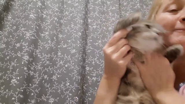 Играем с ШЕЛТИ и кормим уличных котов