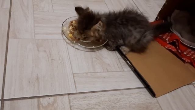 Взяли котёнка, реакция ШЕЛТИ