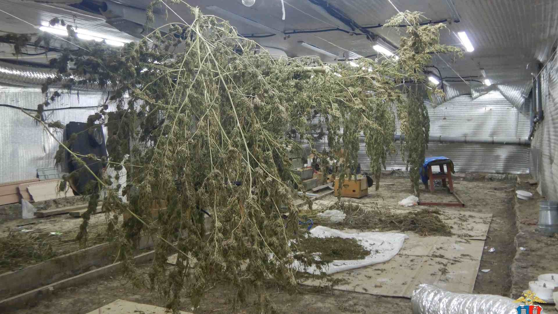 Транспортные полицейские пресекли деятельность жителя Батайска, культивировавшего коноплю в подвале.