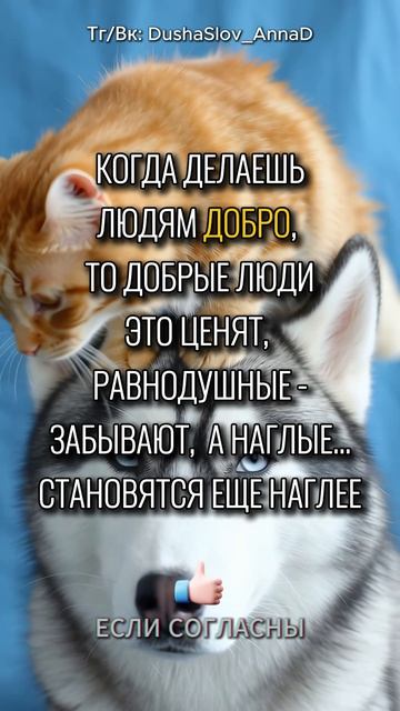 Вот, что значит НАГЛОСТЬ - ВТОРОЕ СЧАСТЬЕ | Согласны? #цитаты #цитата #цитатадня