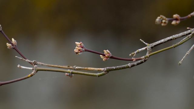 Весна на Воже.