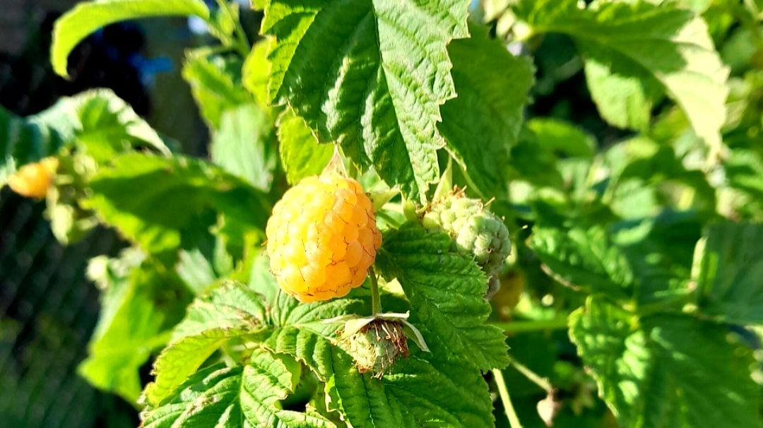 ПЕРЕСАДКА ЖЁЛТОЙ МАЛИНЫ/ ТРУЖУСЬ,КАК 🐝 🐝 🐝🫡😁