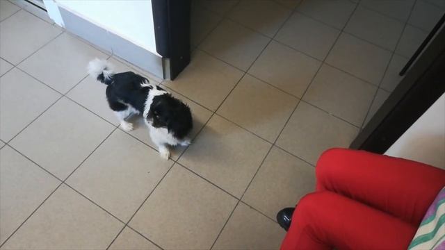 Кошка ШЕЛТИ заболела