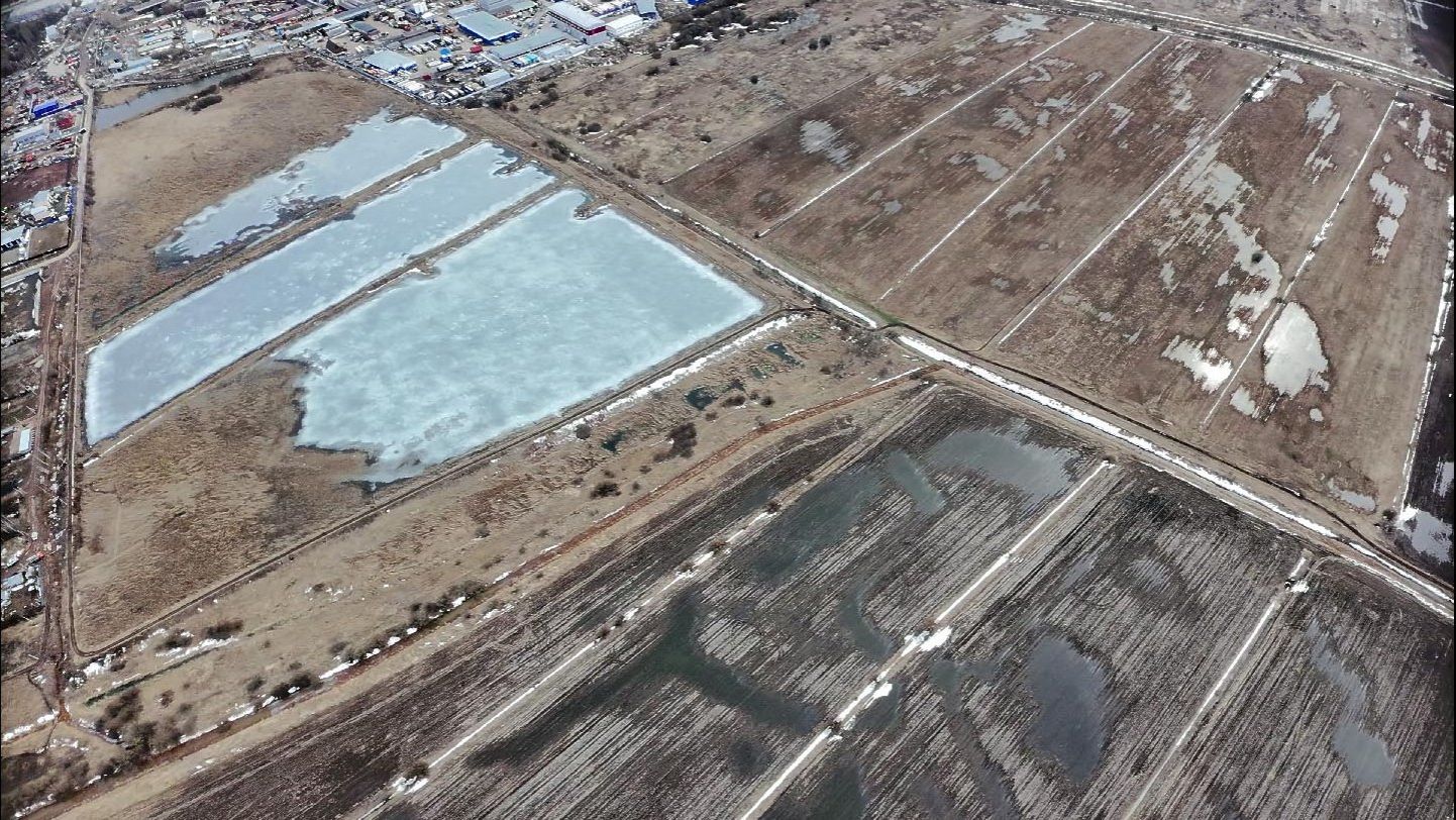 В поисках лебедей