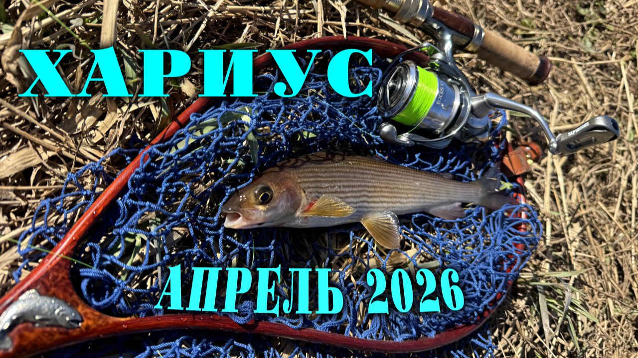 Хариус #1. Рыбалка в Ленинградской области. Апрель 2026.