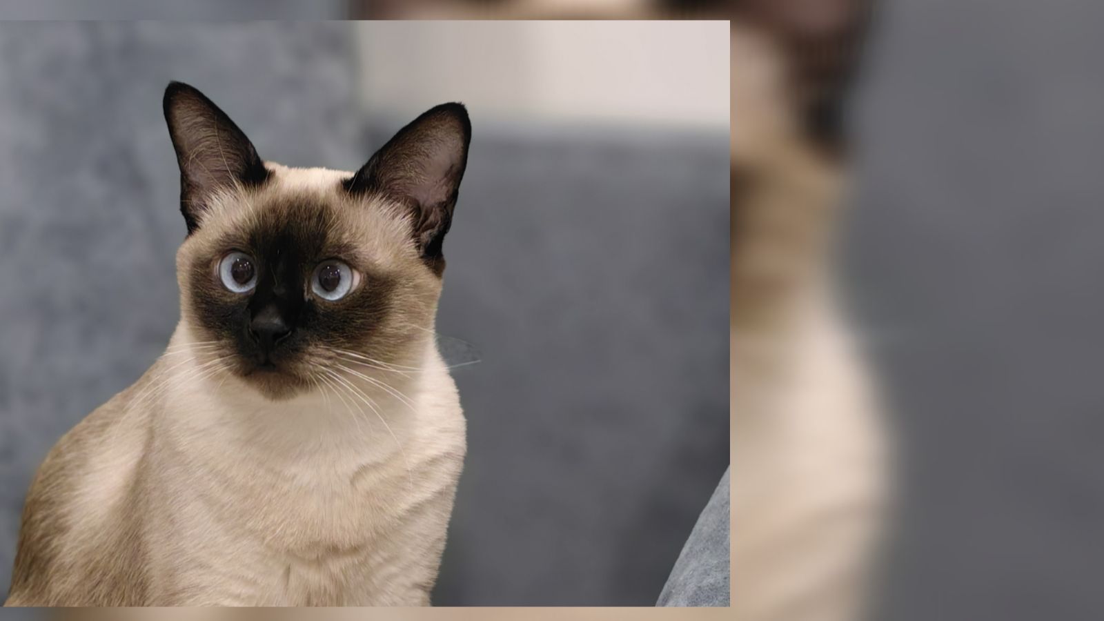 Диакнопия Сапфир Меколь