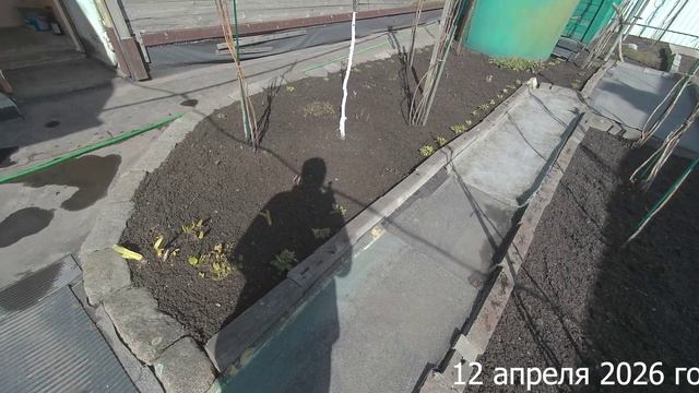 7 соток. Укрыла клубнику от птиц и дождя. Хроника 12 апреля 2026 год.