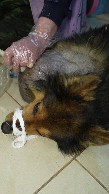 Арчик из деревни: история борьбы и памяти о верном друге