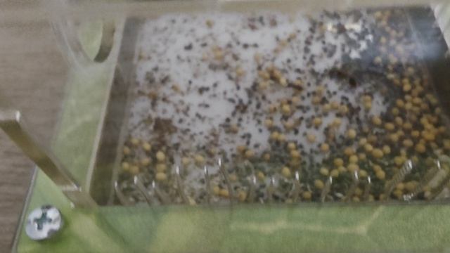 Жизнь муравьёв. 22 серия.