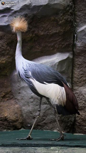 Венценосный журавль. ЭКзоопарк, Санкт-Петербург