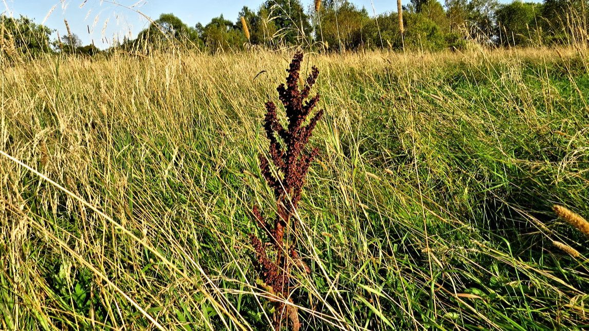 Травный день