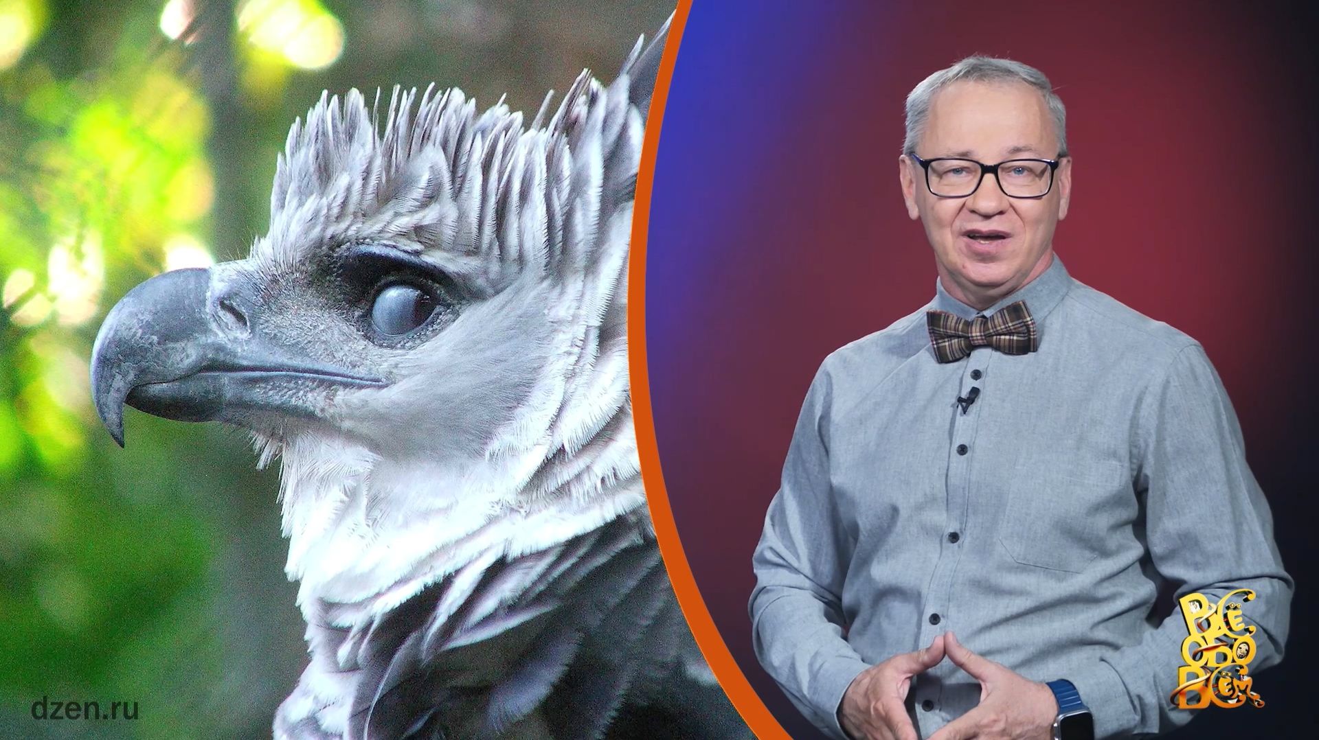 Всё обо всём. Орёл гарпия. Выпуск от 10.04.26