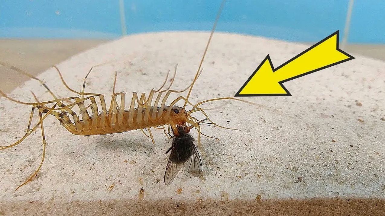 У меня Новый питомец. Страшная и ужасная Мухоловка! Битва с мухой!