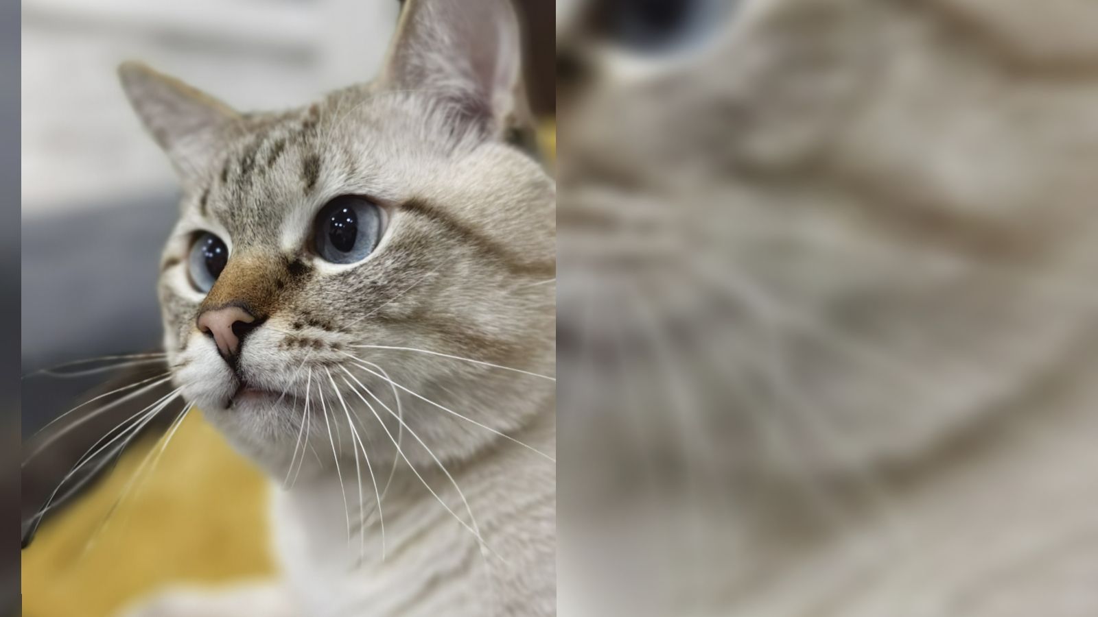 Громзевс Сапфир Меколь