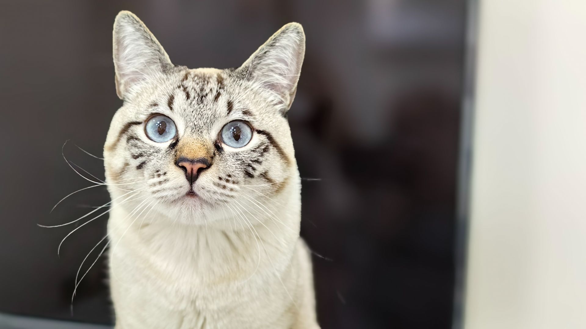 Медовый Тигр Сапфир Меколь