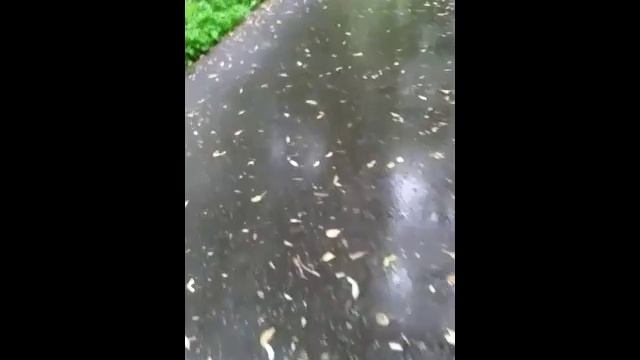 КОМЕДИЯ РОК  Сборник клипов - Русский Панк. Часть 2.