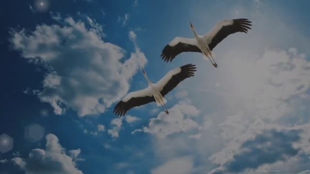 Не умирают воины!