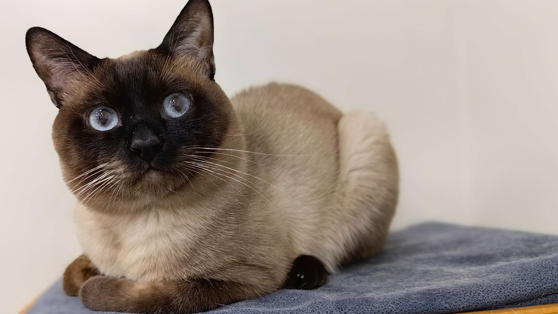 Альфлев Сапфир Меколь