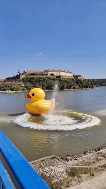 Duck & ducks