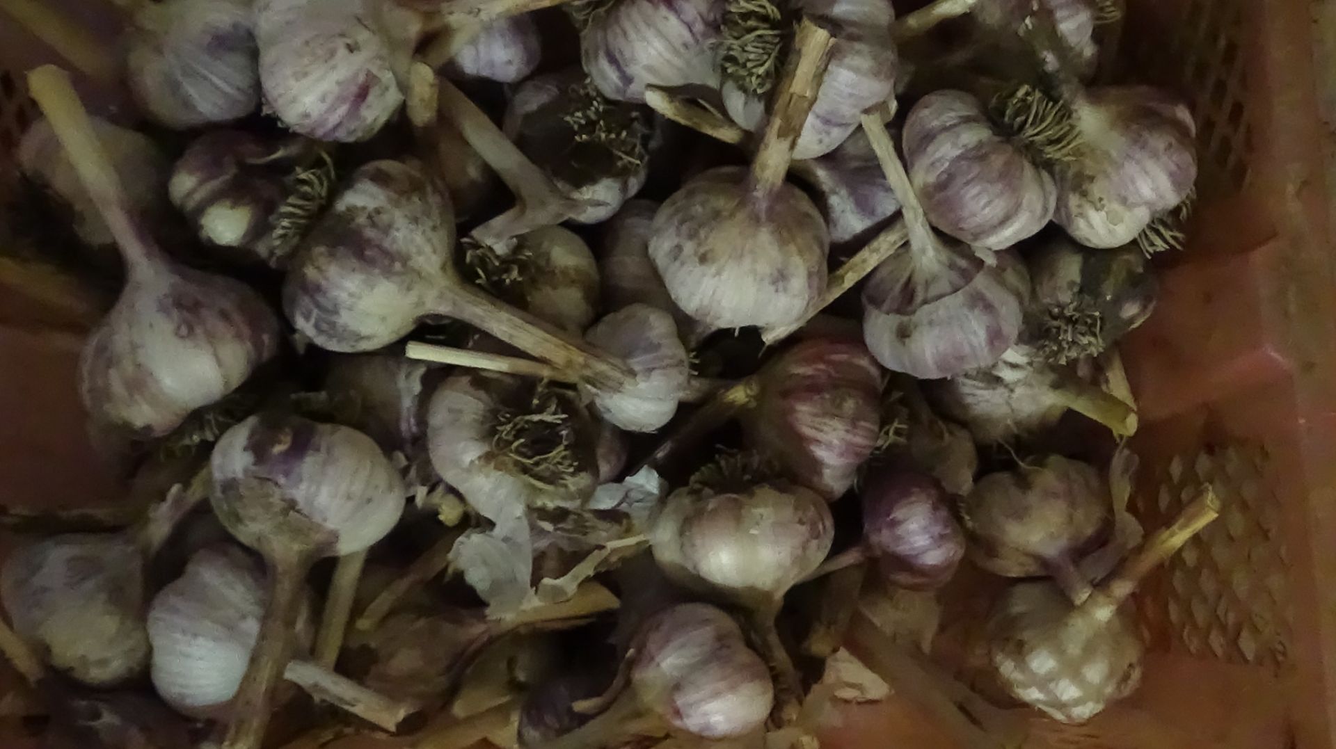 2344. Рассадный 2026. Снимаем укрытие с чеснока озимого,посеянного осенью.